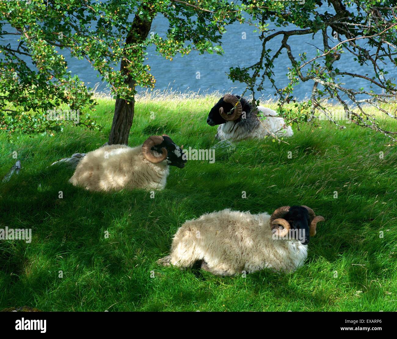 Three black headed, horned sheep resting under a bush Stock Photo - Alamy
