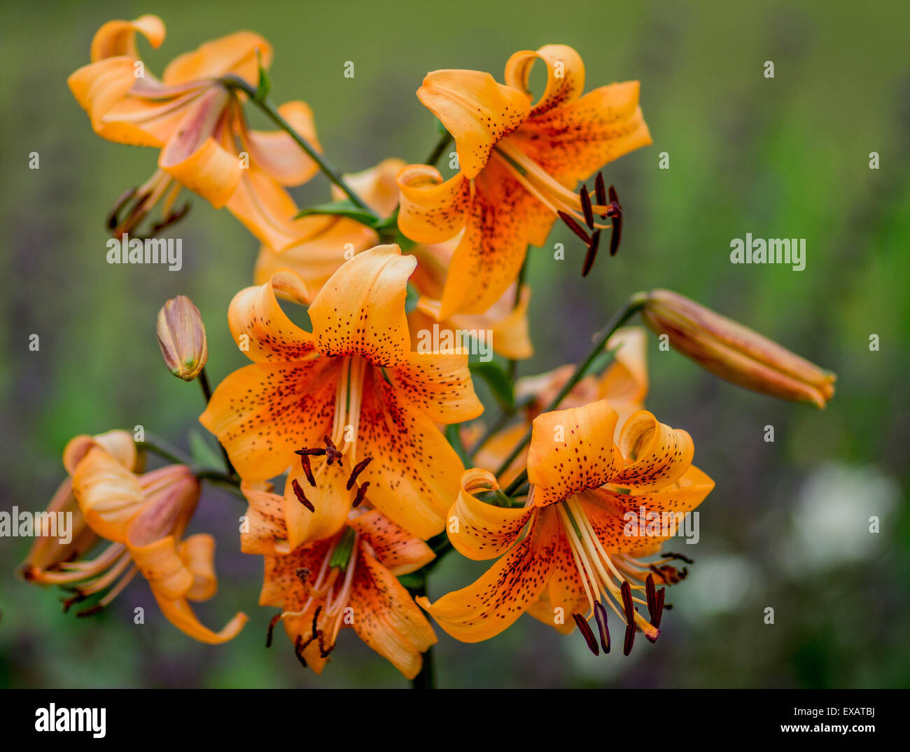 Orange lilies lily close up Lilium Stock Photo - Alamy