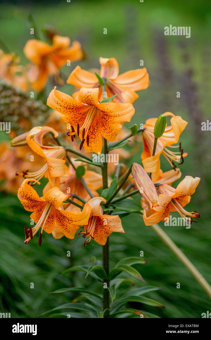 Orange lilies lily close up Lilium Stock Photo - Alamy