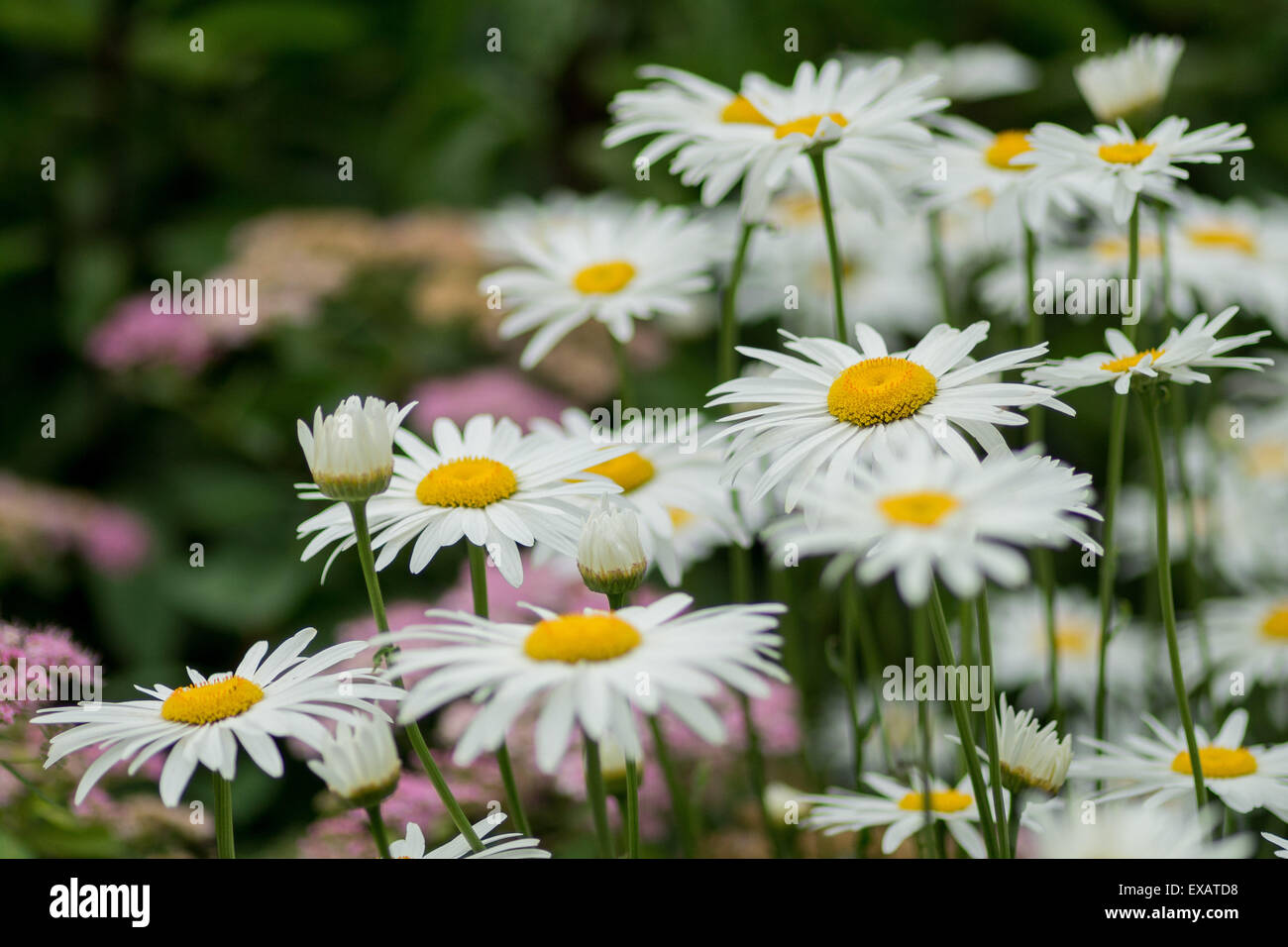 Full bloom daisy hi-res stock photography and images - Alamy