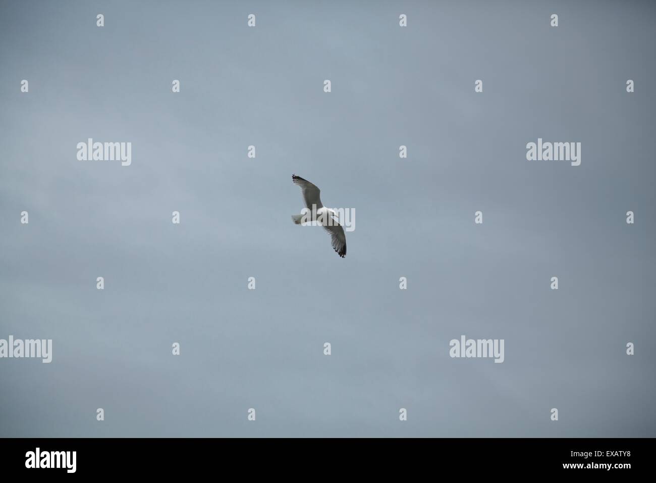 View of a seagull overhead in flight set against an overcast sky Stock ...
