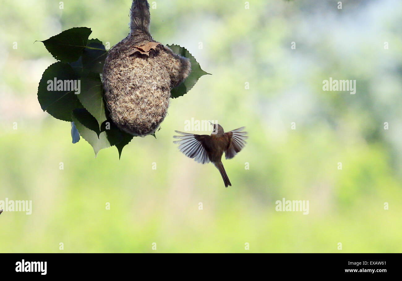 Dalian, China's Liaoning Province. 10th July, 2015. A Chinese penduline ...