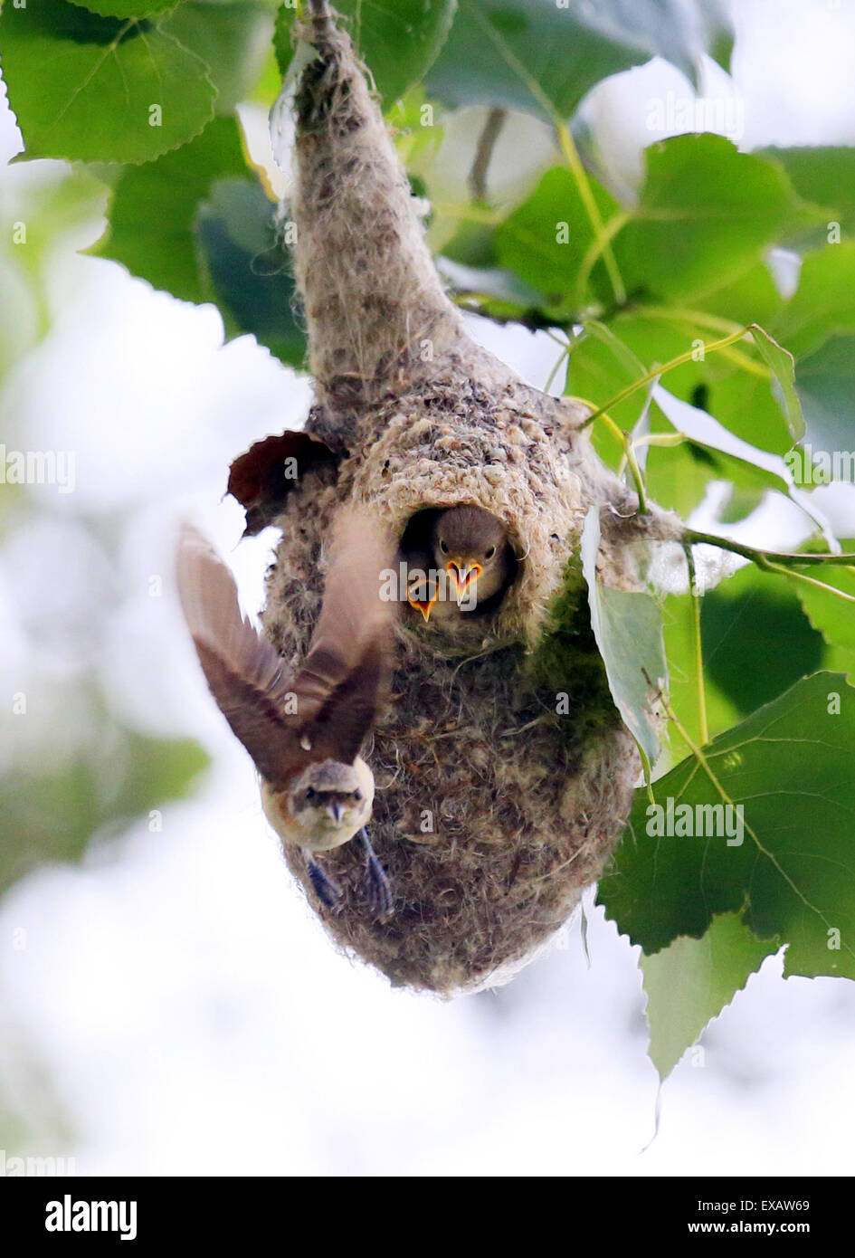 Dalian, China's Liaoning Province. 10th July, 2015. A Chinese penduline ...