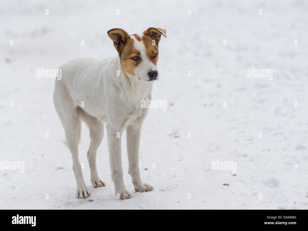 Cute stray dog hi-res stock photography and images - Alamy