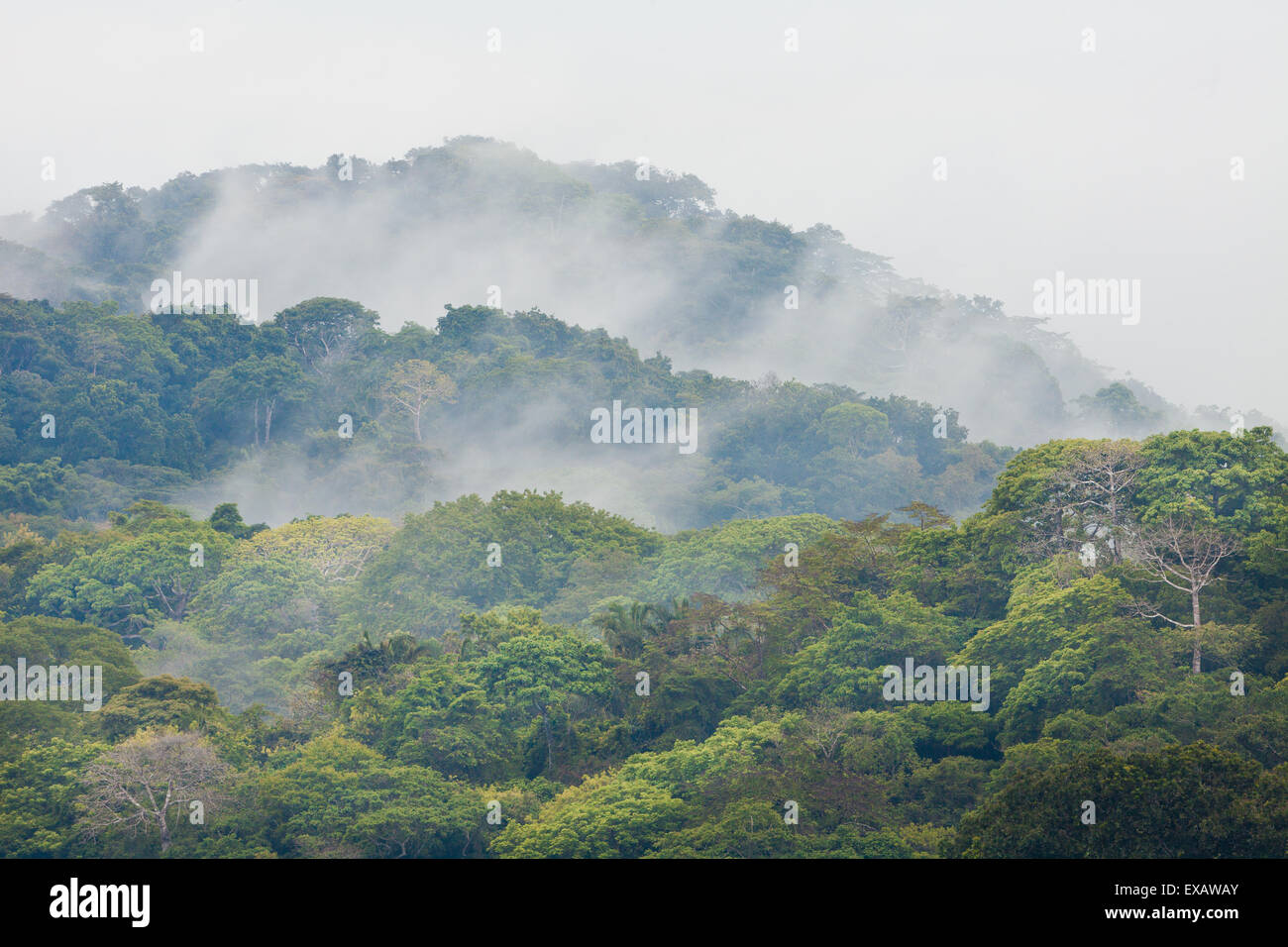 Mist after rainfall in Soberania national park, Republic of Panama ...