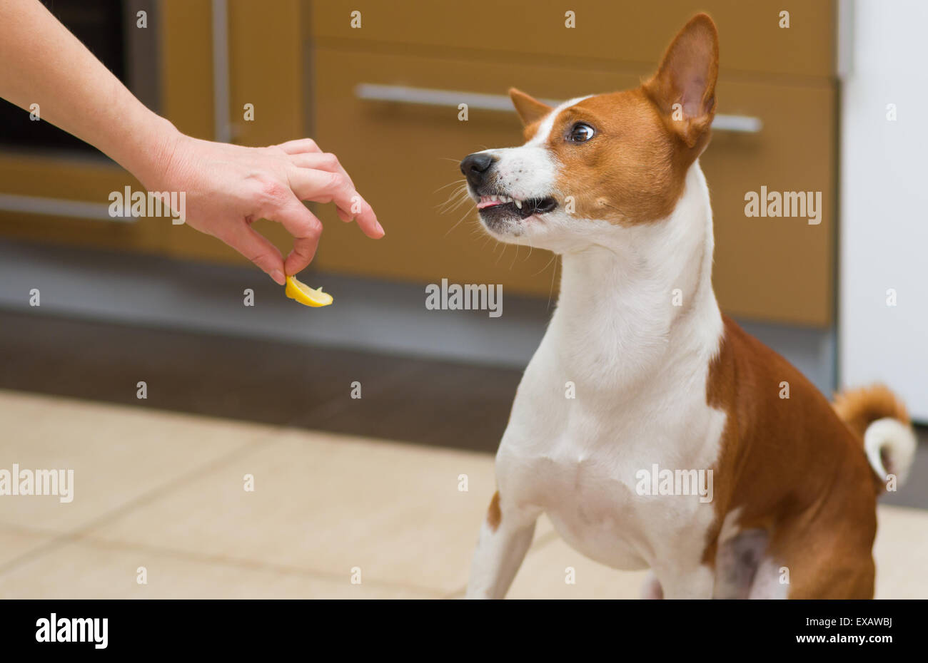 Cute basenji dog wonders about eating lemon - this strange human food ...