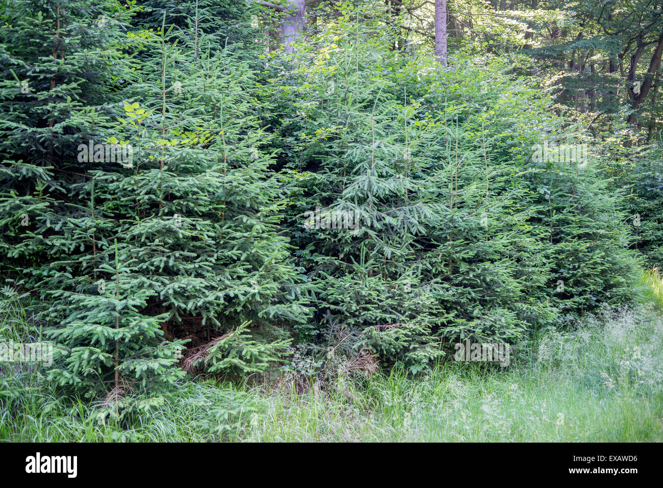 Young spruce trees in the Northern European summer forest Picea abies ...