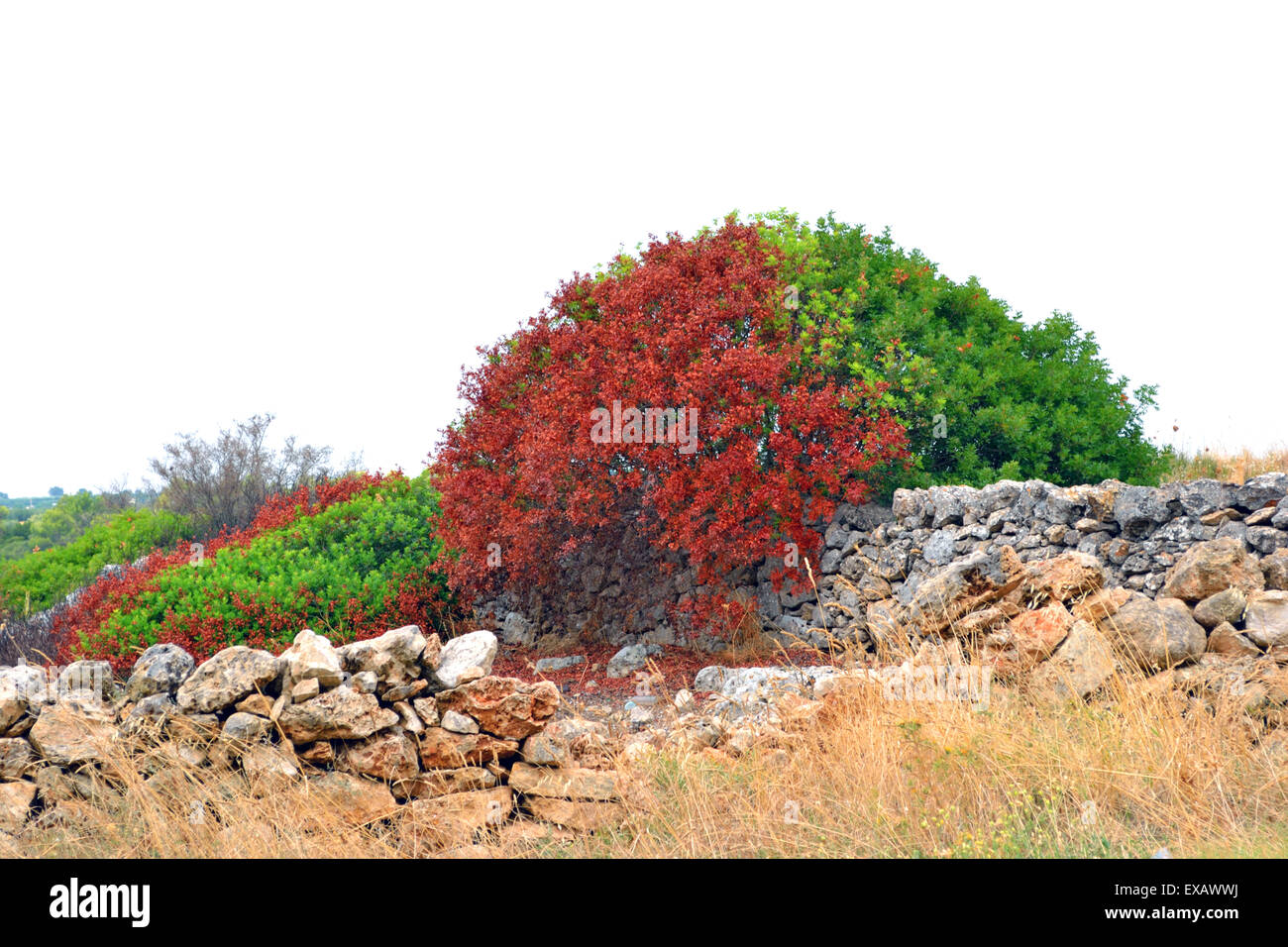 Circle bush hi-res stock photography and images - Alamy
