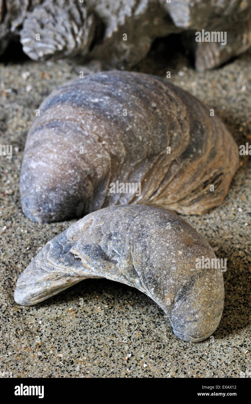 Gryphaea fossil hi-res stock photography and images - Alamy
