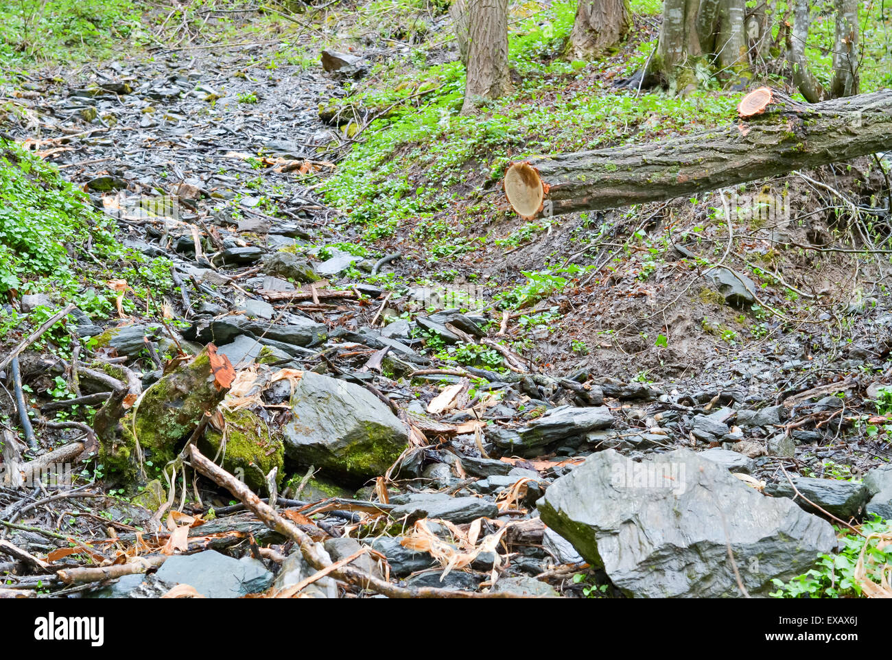 Detail of the nature and forest area with one felled tree which was cut ...