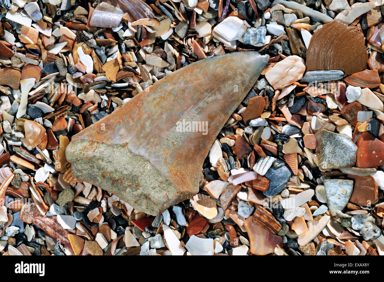 Shark tooth beach hi-res stock photography and images - Alamy