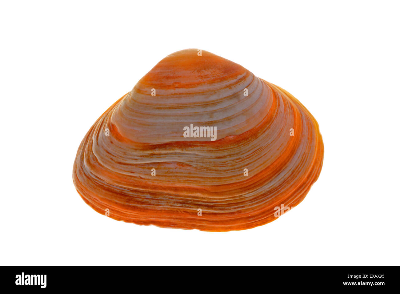 Trough shell hi-res stock photography and images - Alamy