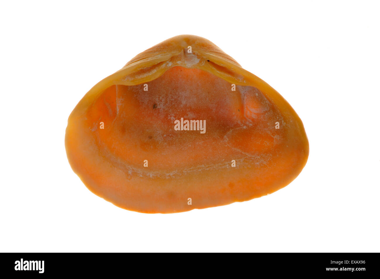 Trough Shell High Resolution Stock Photography and Images - Alamy