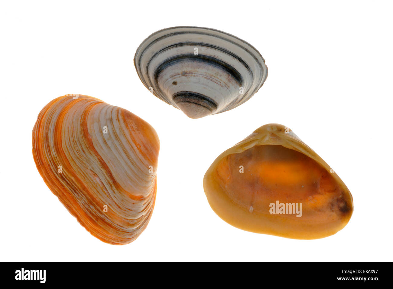 Cut trough shells (Spisula subtruncata) on white background Stock Photo ...