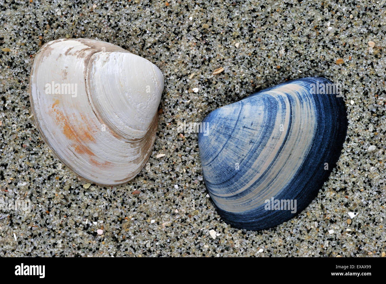 Cut trough shells (Spisula subtruncata) washed on beach Stock Photo - Alamy
