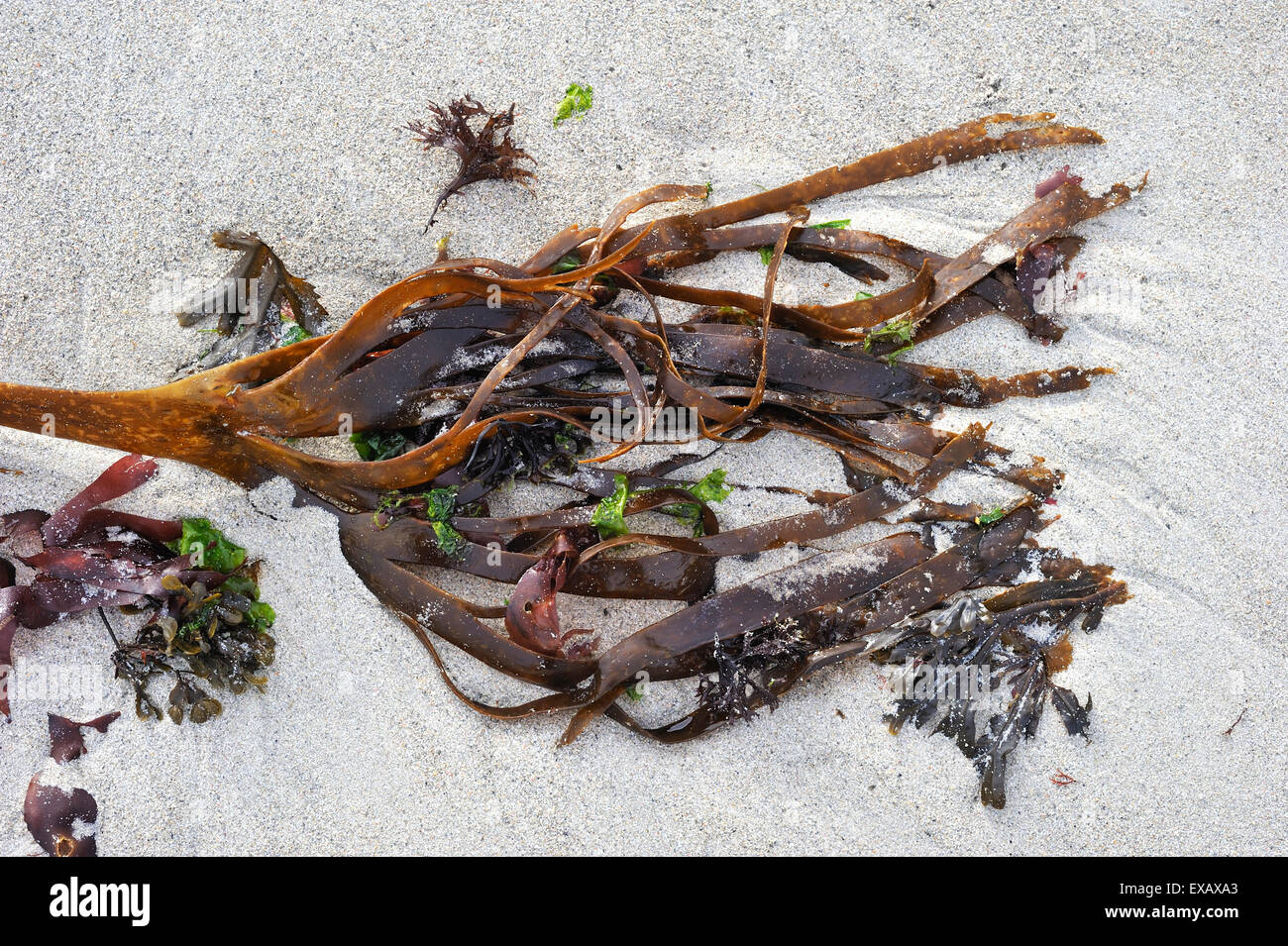 Furbellow kelp (Saccorhiza polyschides) washed ashore on beach Stock ...