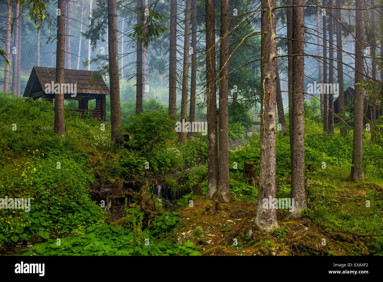 Wooden house in forest Stock Photo - Alamy