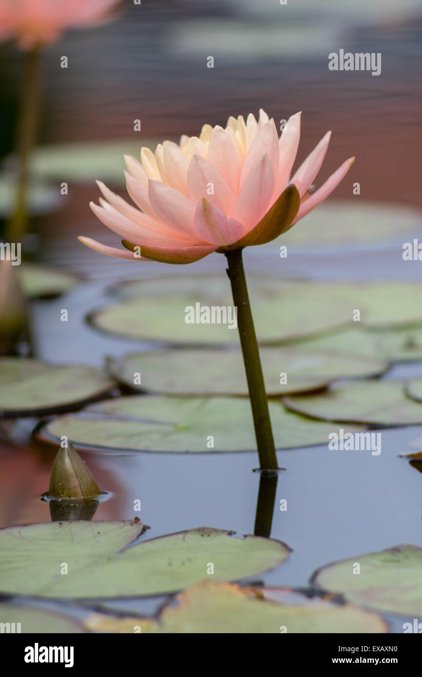 Pink water liliy close up Stock Photo - Alamy
