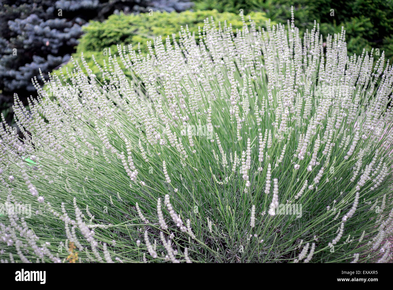 Lavender edelweiss hi-res stock photography and images - Alamy