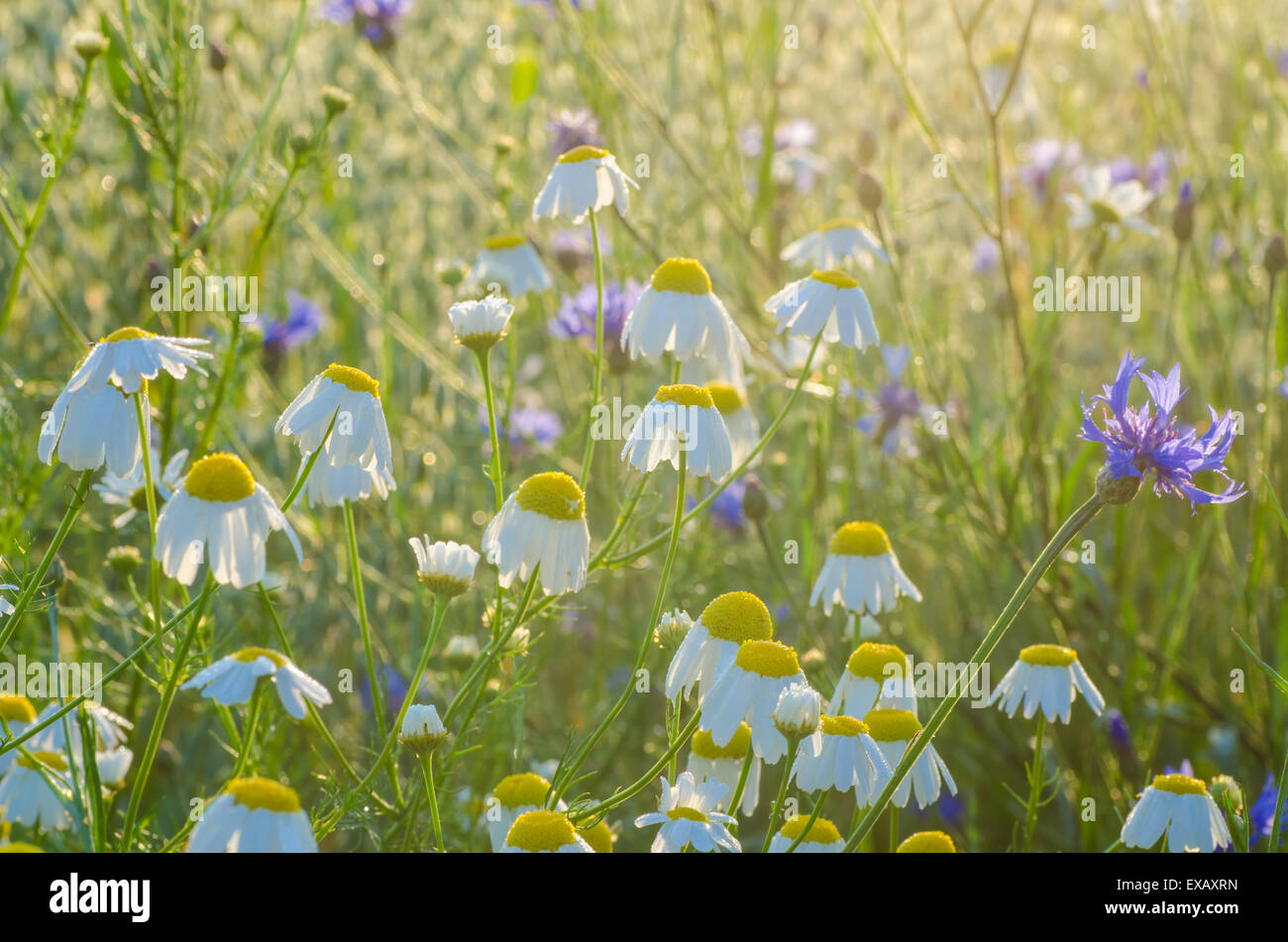 Field chamomile flowers wildflowers hi-res stock photography and images - Alamy
