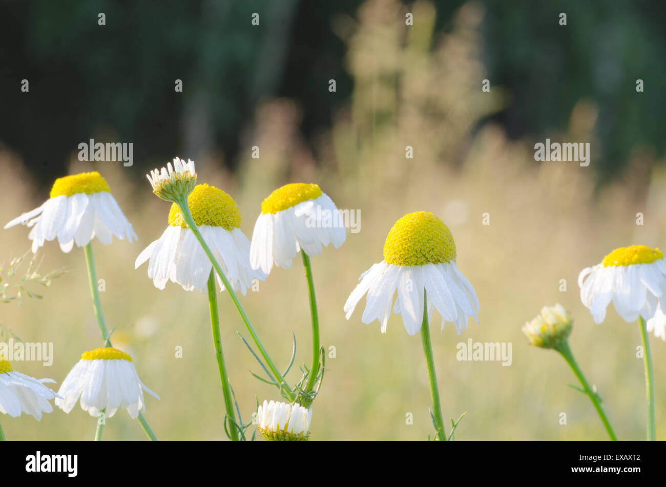 summer meadow with wild flowers Stock Photo - Alamy