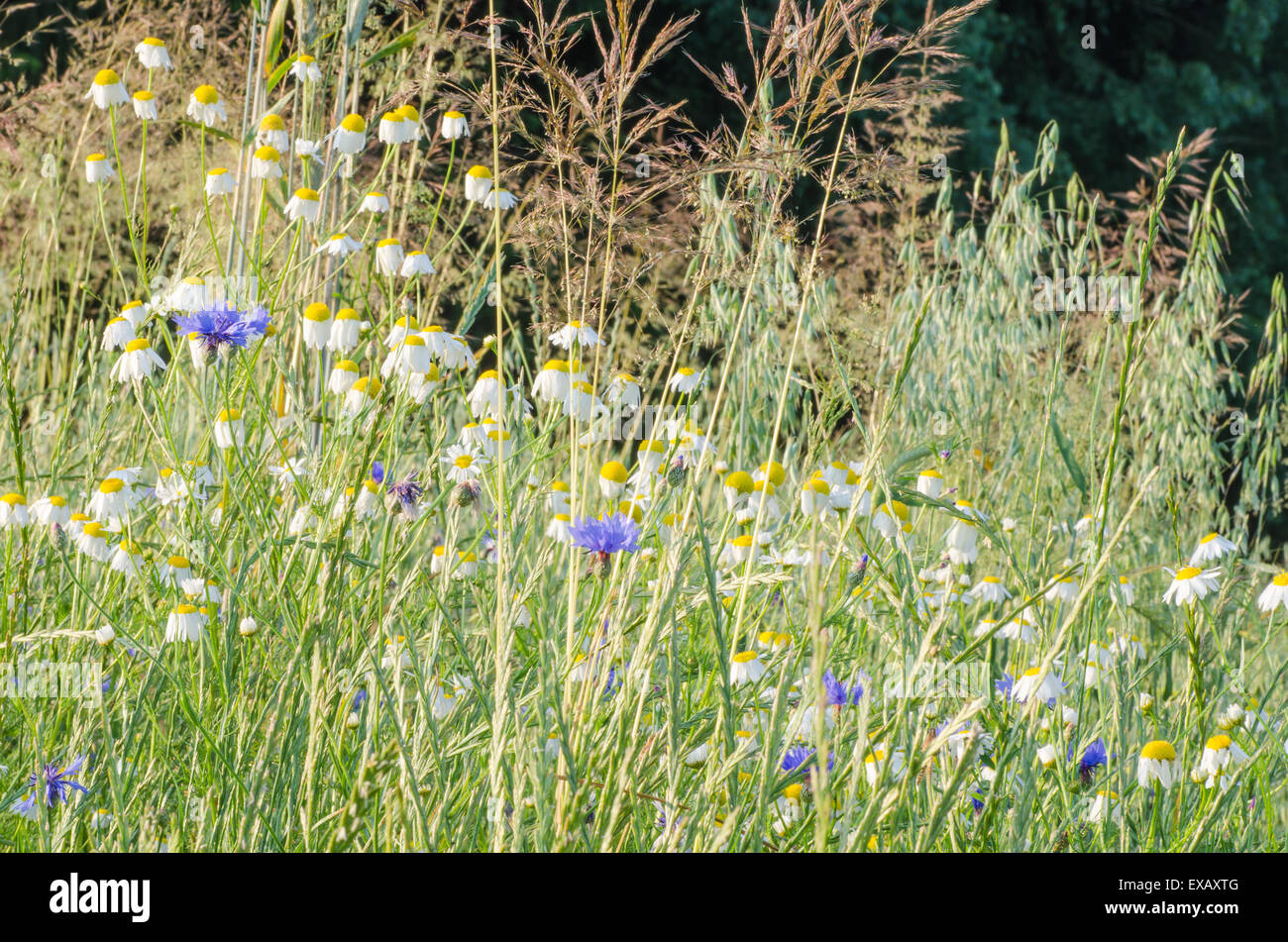 summer meadow with wild flowers Stock Photo - Alamy