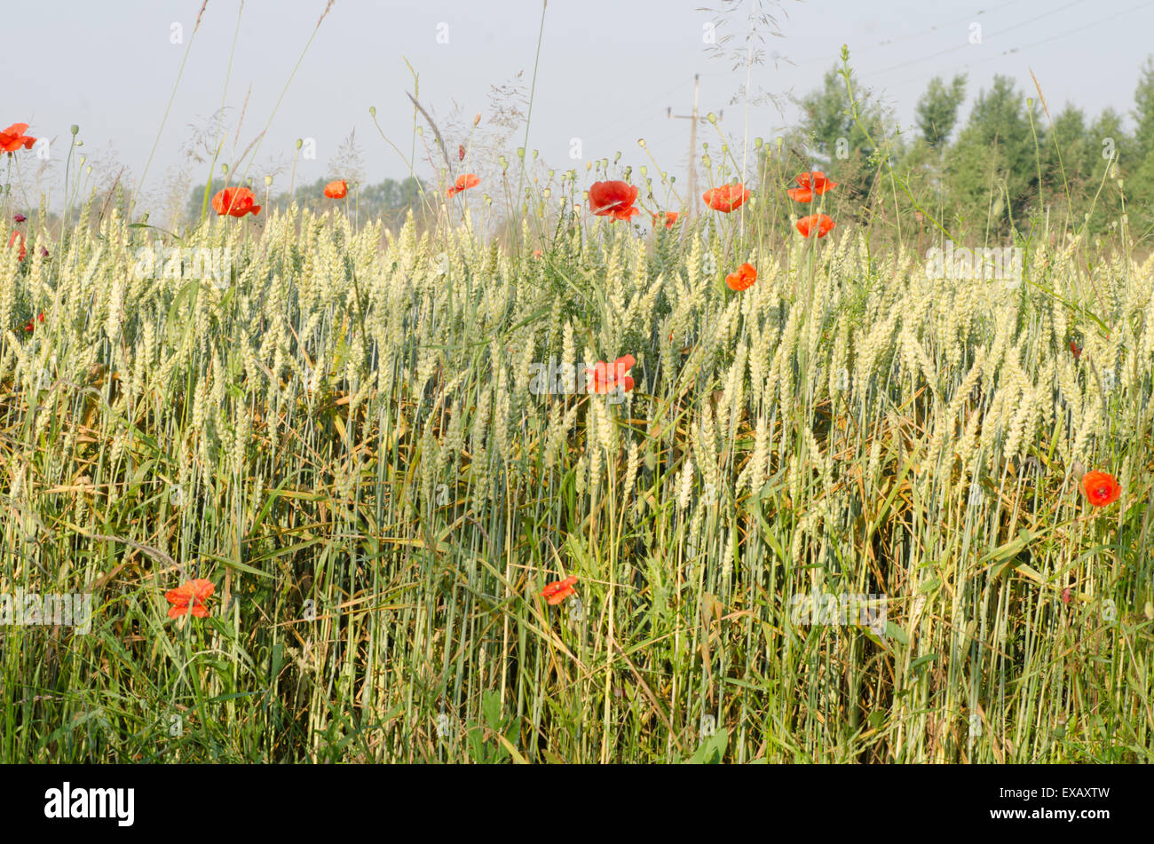 Poland wheat grain hi-res stock photography and images - Alamy