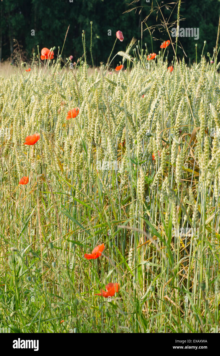 field of wheat with wild flowers Stock Photo - Alamy