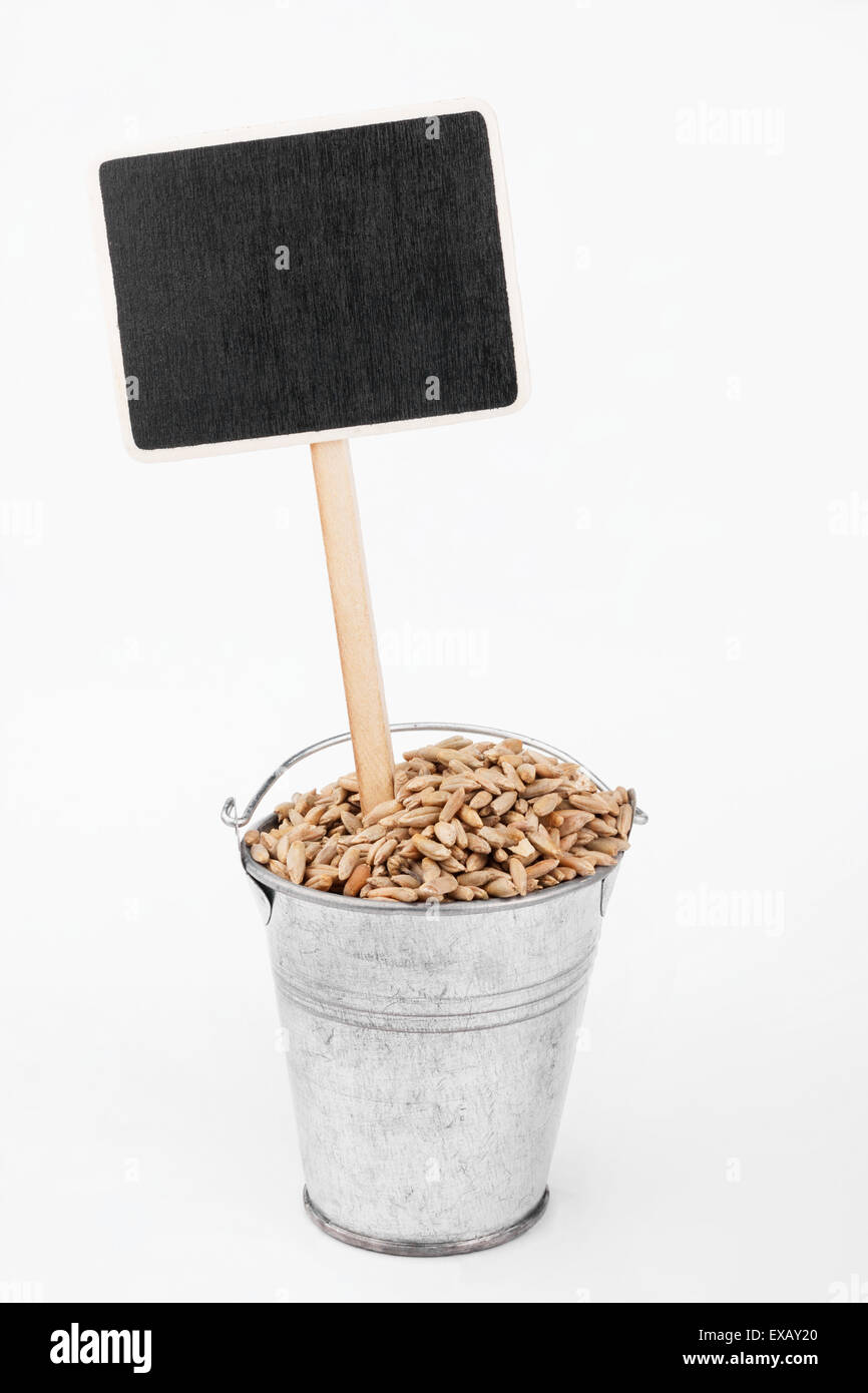 Pointer, price in bucket of rye grains, on a white background Stock ...