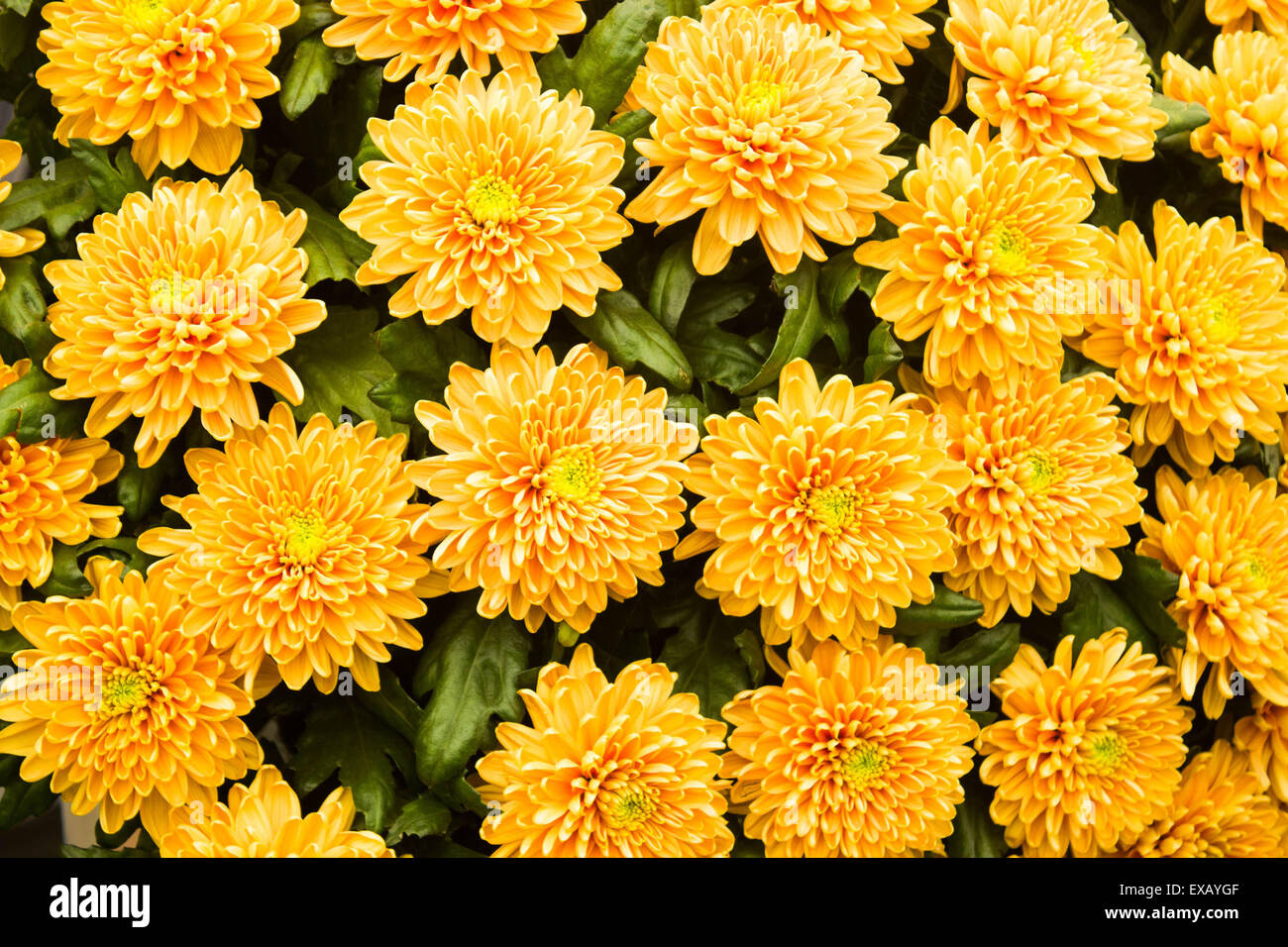 White chrysanthemums big yellow flowers hi-res stock photography and ...