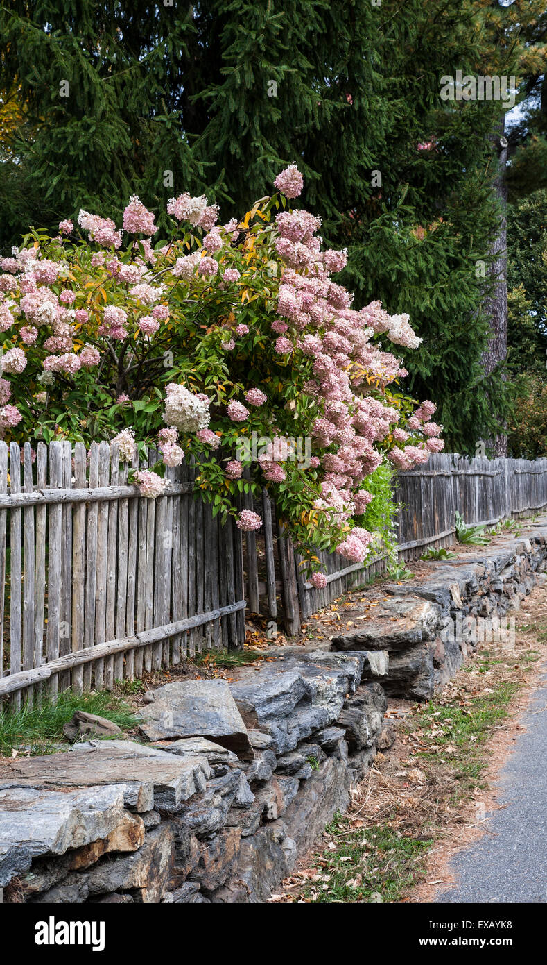 Hydrangea Border Stock Photos & Hydrangea Border Stock Images - Alamy