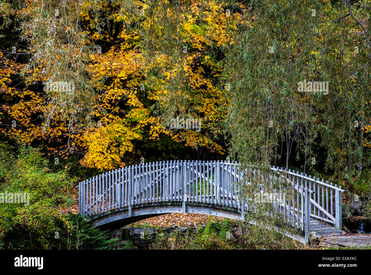 Colorful autumn trees leaves landscape, Monet bridge over a stream ...