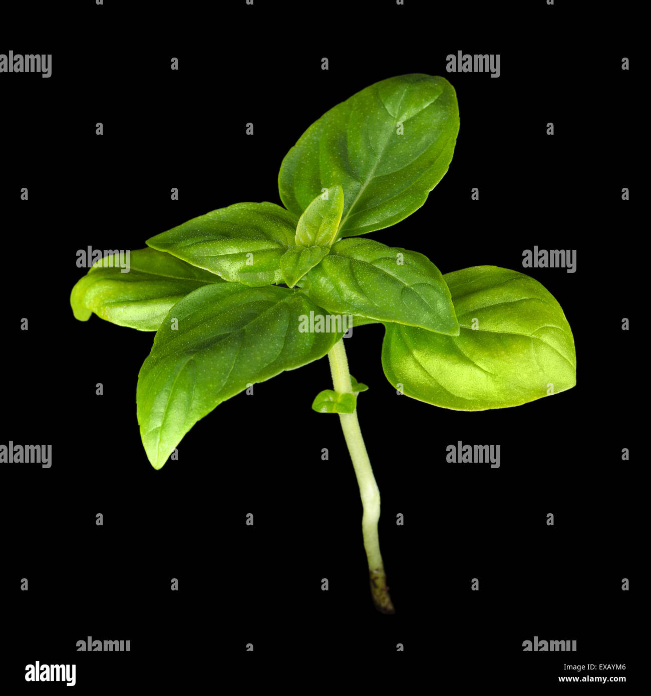 Young Sweet Basil plant on black background Stock Photo - Alamy