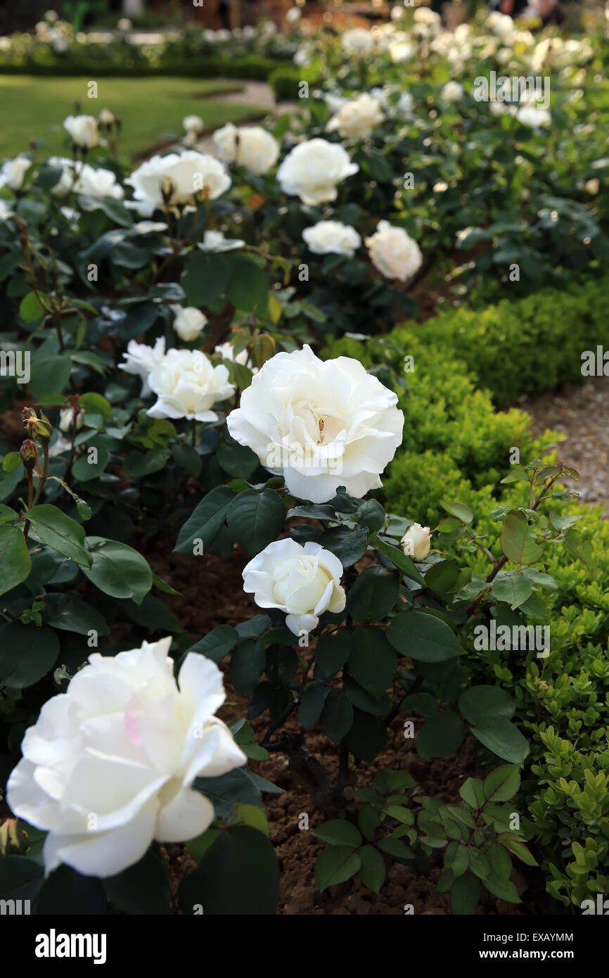 Roses in the garden Stock Photo - Alamy