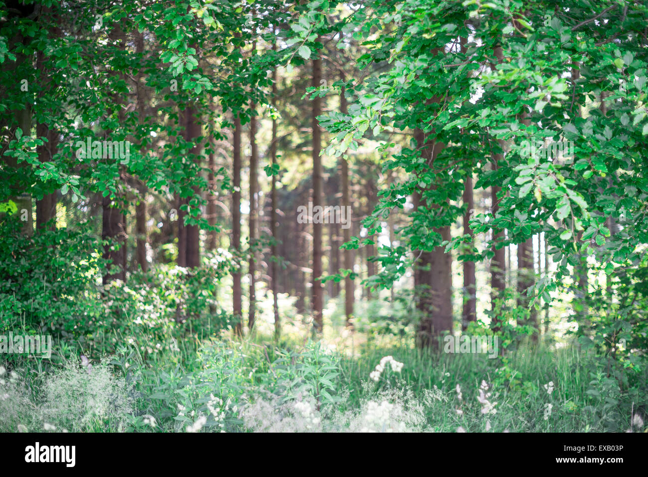 Young beech trees trees in the Northern European summer forest Fagus ...