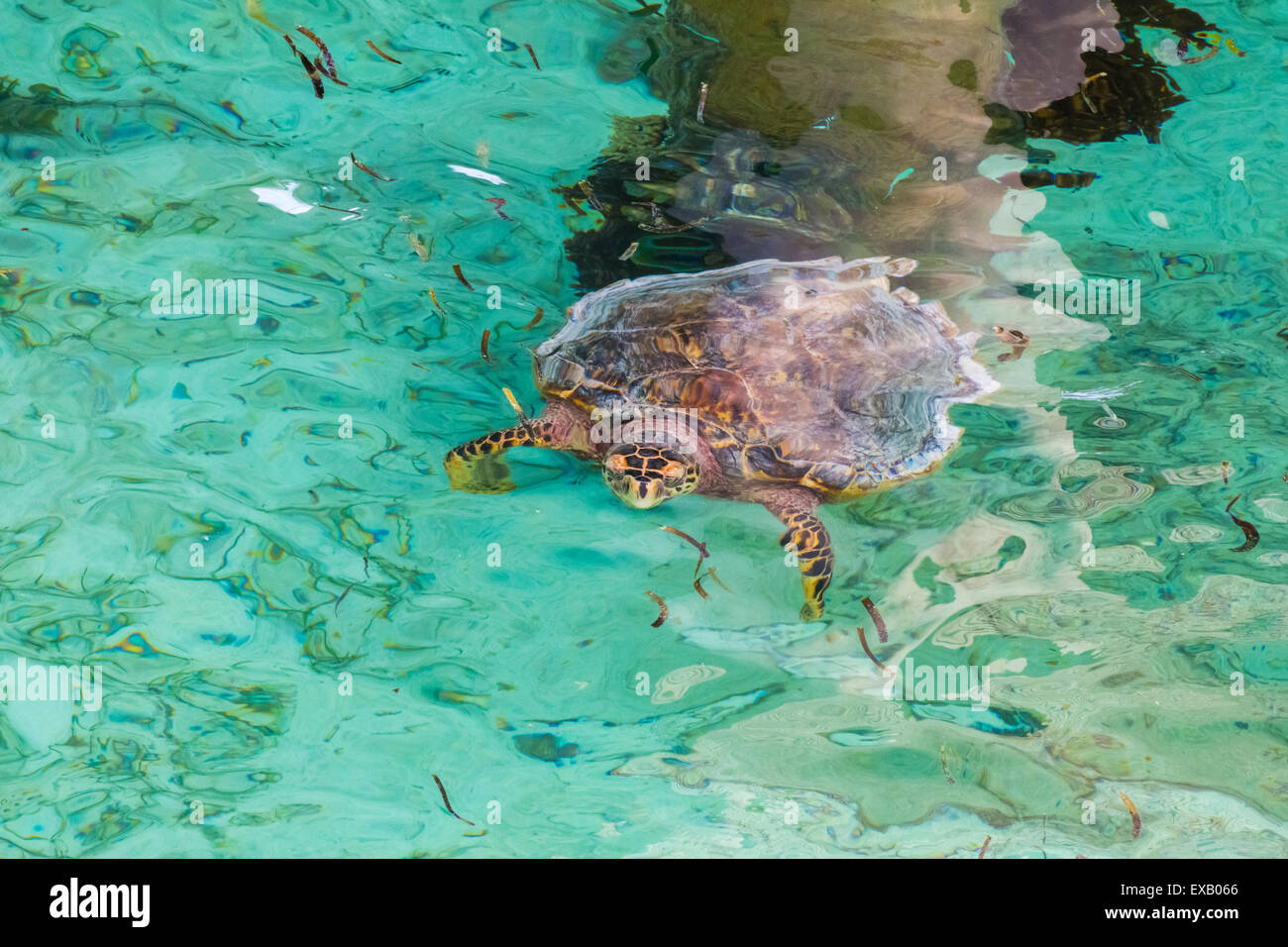 Turtle in Maldives lagoon Stock Photo - Alamy