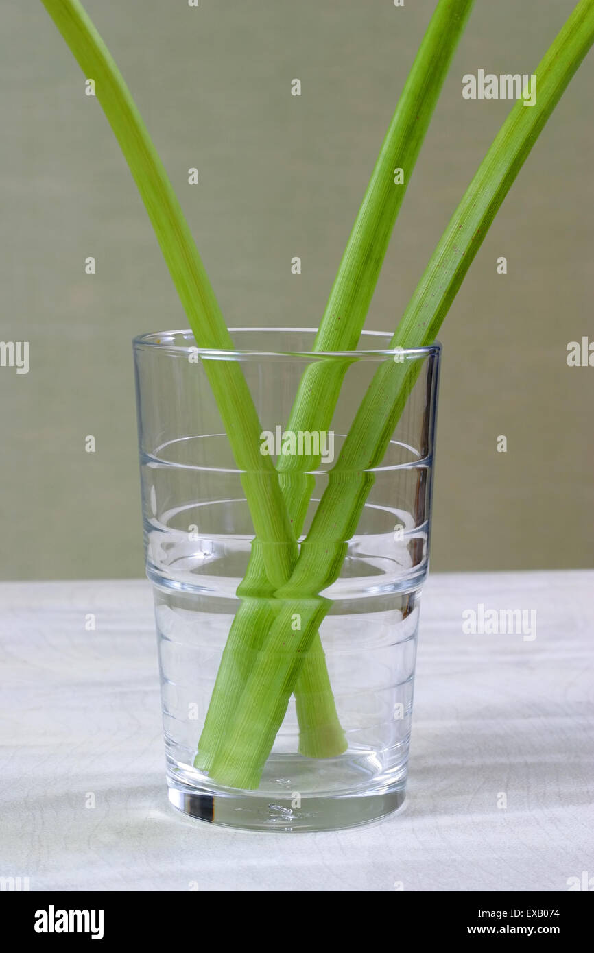 Green stems hi-res stock photography and images - Alamy