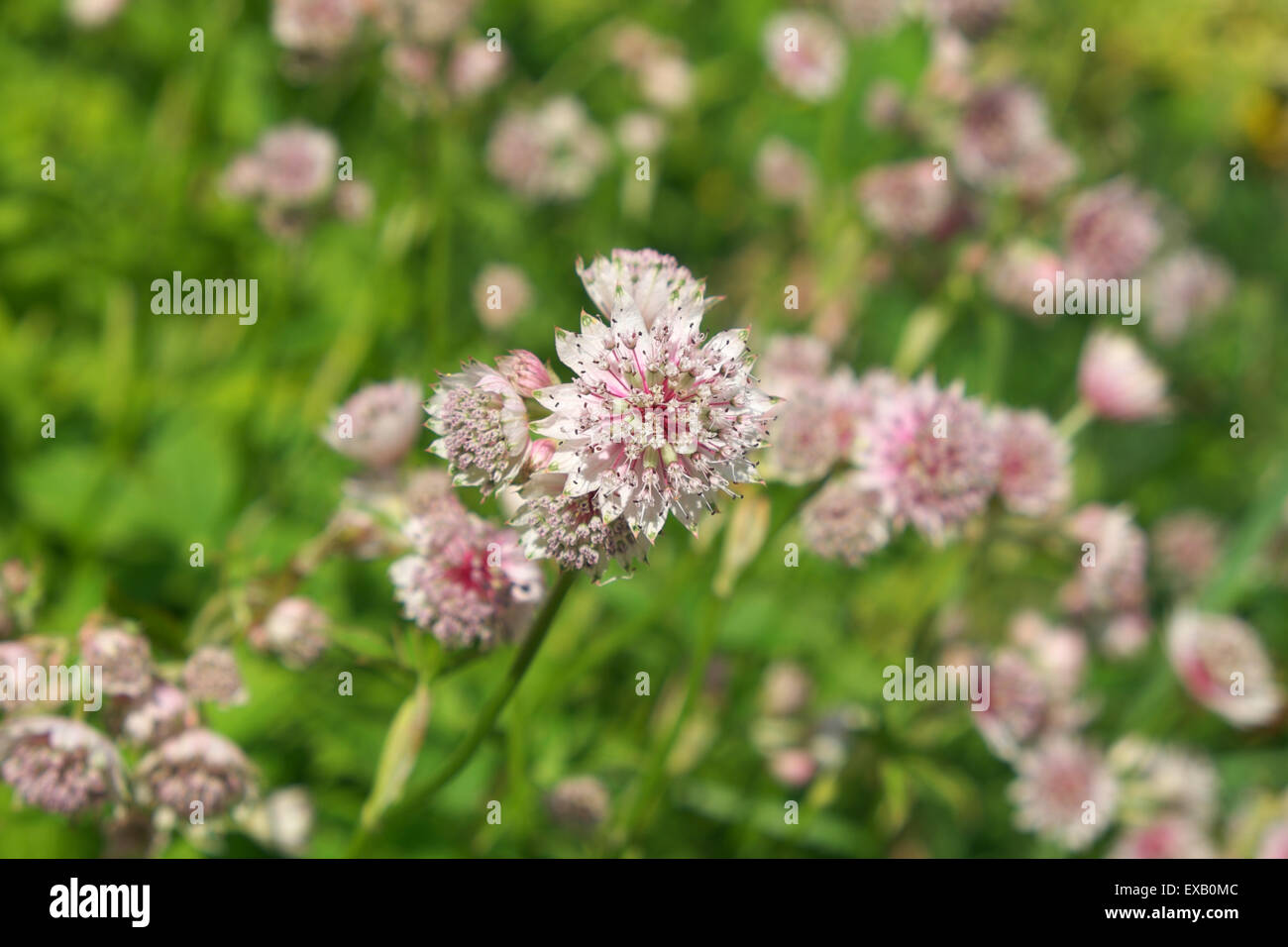 Astrantia major common name great masterwort, is a species of flowering ...