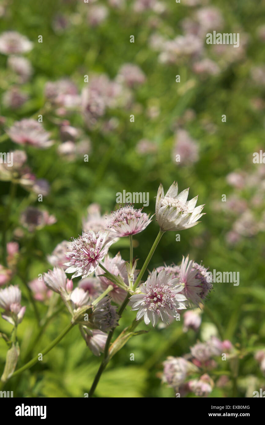 Astrantia major common name great masterwort, is a species of flowering ...