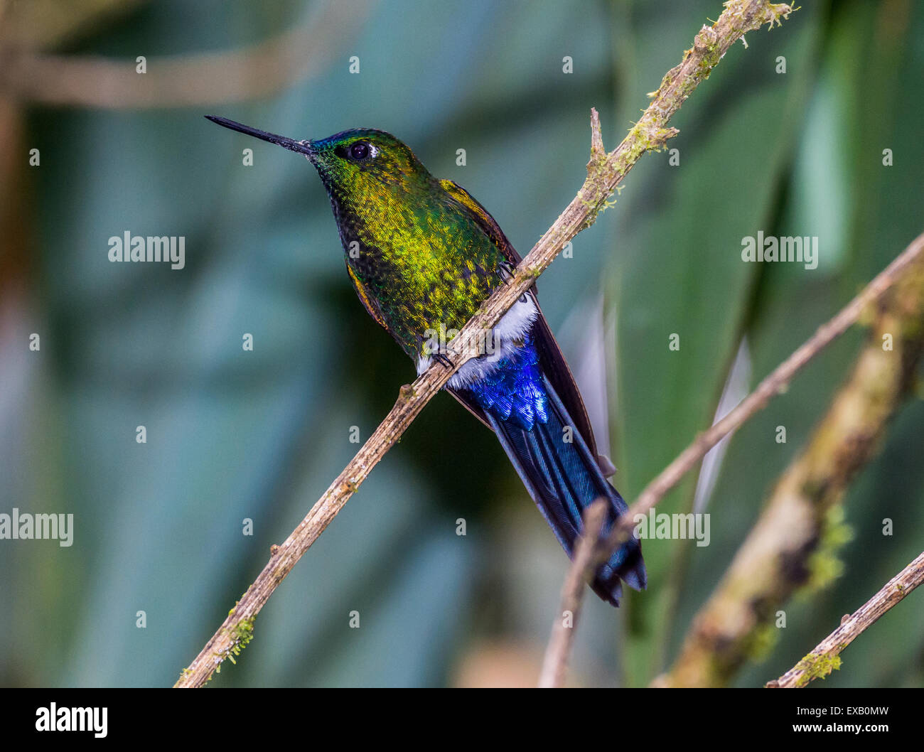 A Sapphire-vented Puffleg (Eriocnemis luciani) hummingbird perched on a ...
