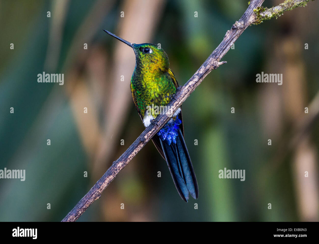 Eriocnemis luciani hi-res stock photography and images - Alamy