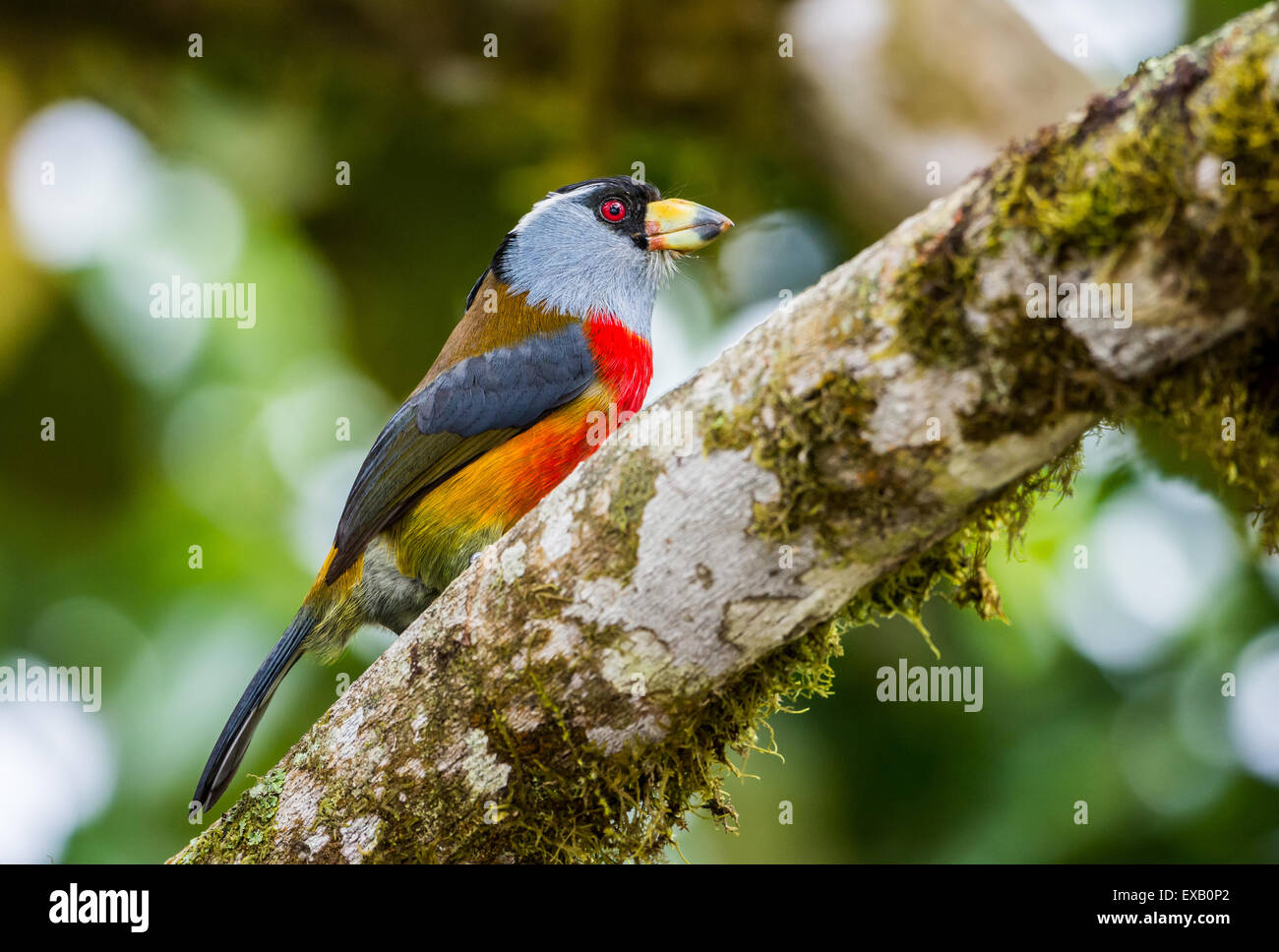A colorful Toucan Barbet (Semnornis ramphastinus) on a tree branch ...