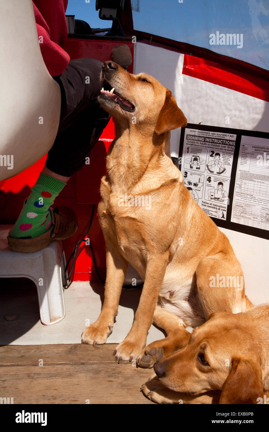 Two loyal golden labradors on a boat Stock Photo - Alamy