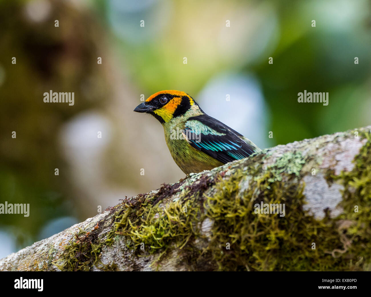 A colorful Flame-faced Tanager (Tangara parzudakii) on a tree. Mindo ...