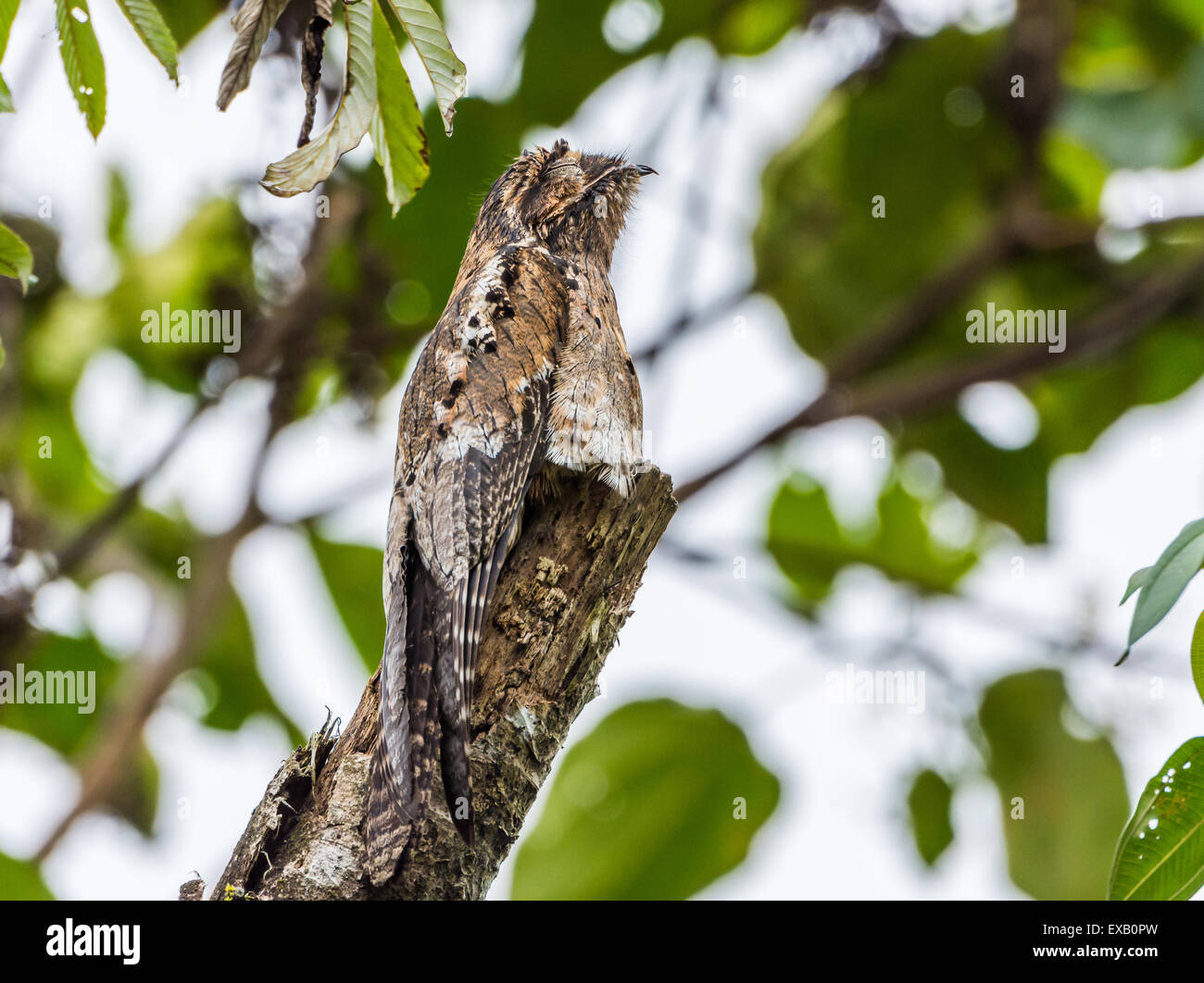 A well camouflaged Common Potoo (Nyctibius griseus) sleeping on a tree ...