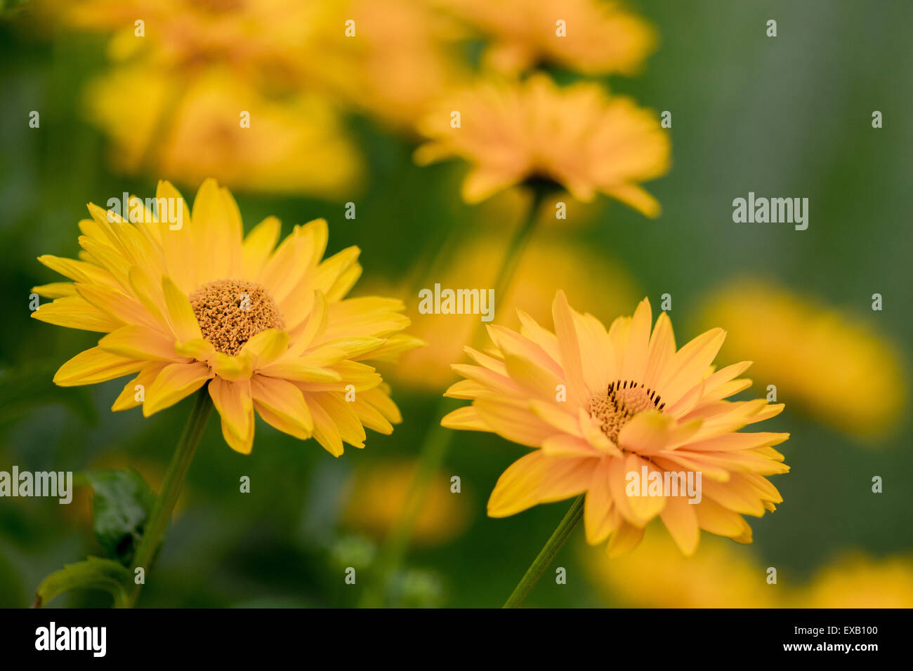 Heliopsis helianthoides smooth oxeye false sunflower blossom close up ...