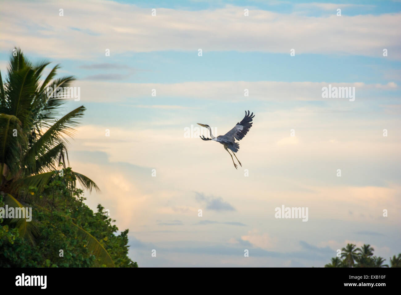 Grey Heron in flight to tree top. Maldives Stock Photo - Alamy