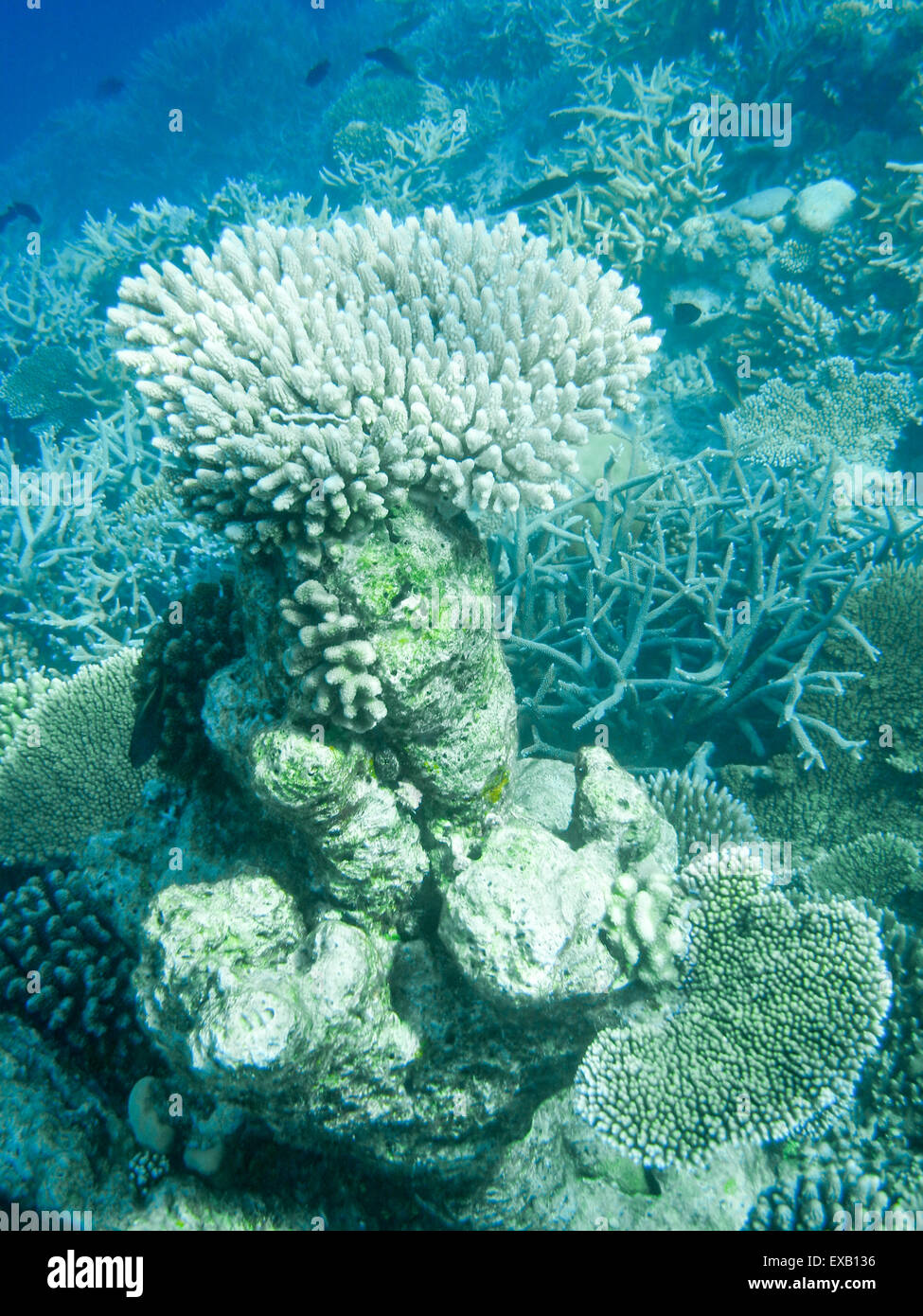 Coral reef in Maldives Stock Photo - Alamy