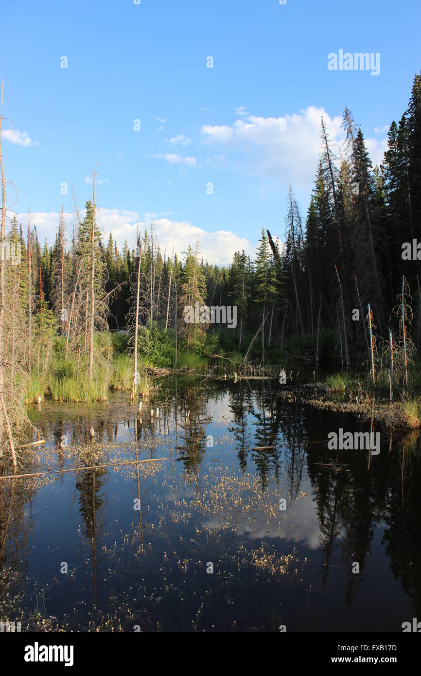 Dark fluffy reeds hi-res stock photography and images - Alamy