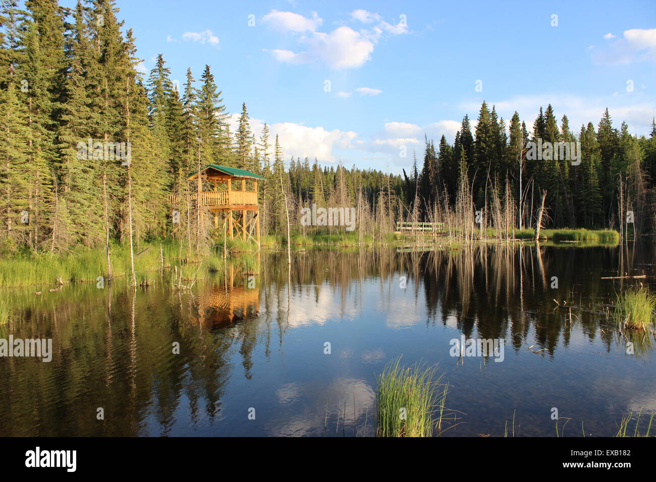 Beaver Boardwalk, Hinton, Alberta Stock Photo - Alamy